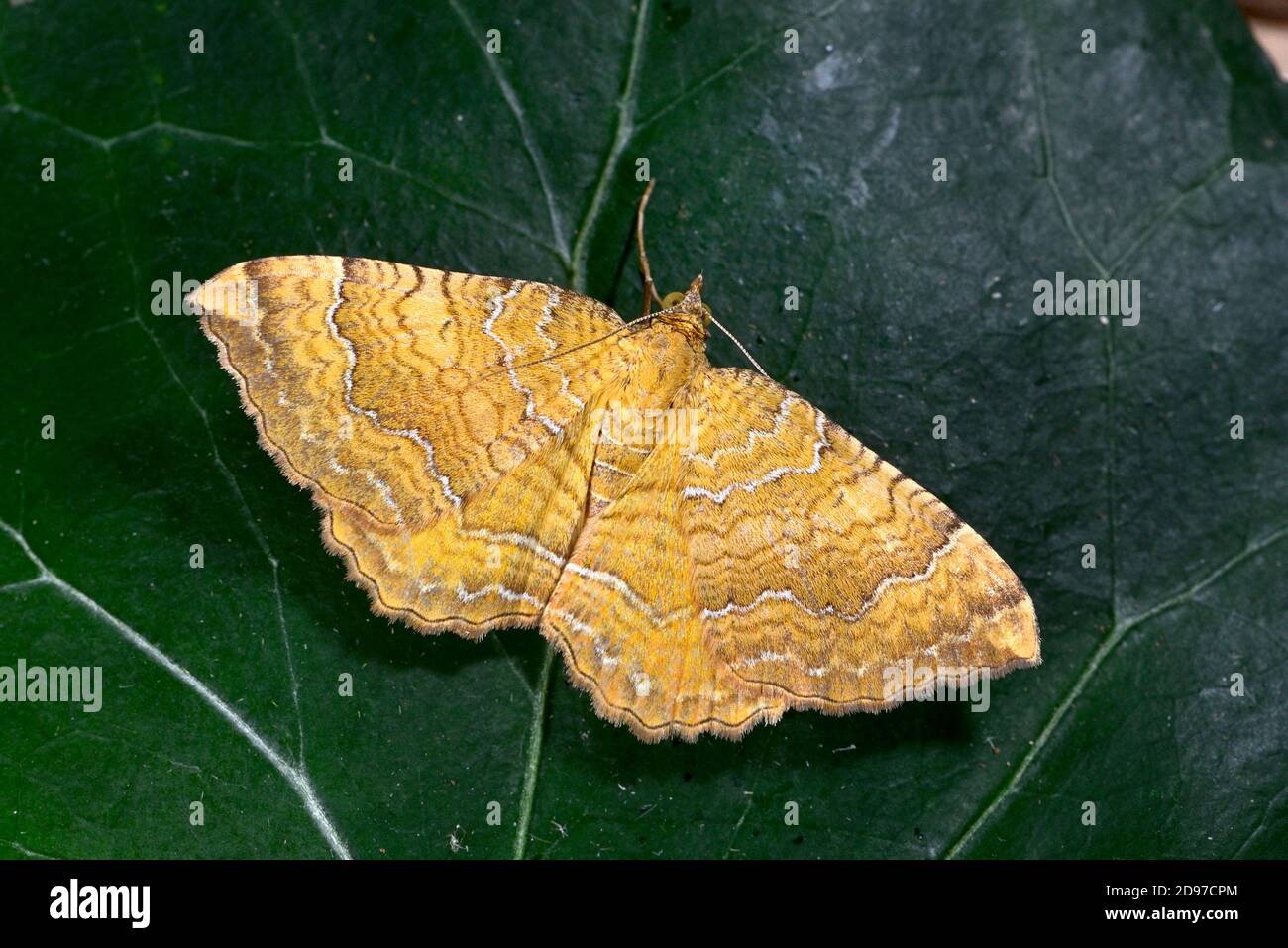 Shell leaf hi-res stock photography and images - Alamy