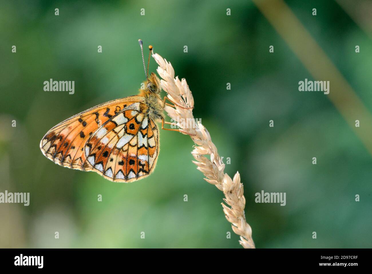 Silver bordered fritillary butterfly hi-res stock photography and ...