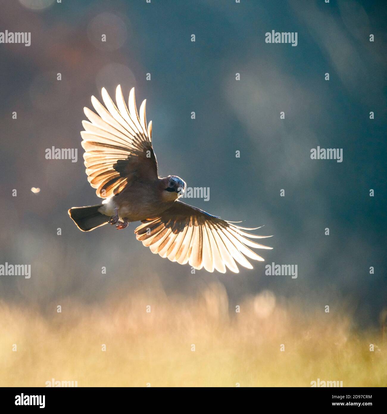Eurasian jay flying hi-res stock photography and images - Alamy