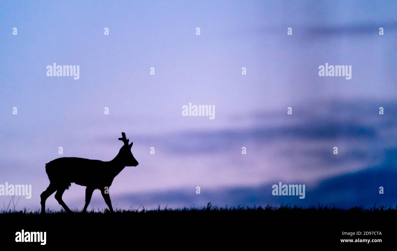 Roe, Capreolus capreolus I took this picture in morning Stock Photo - Alamy