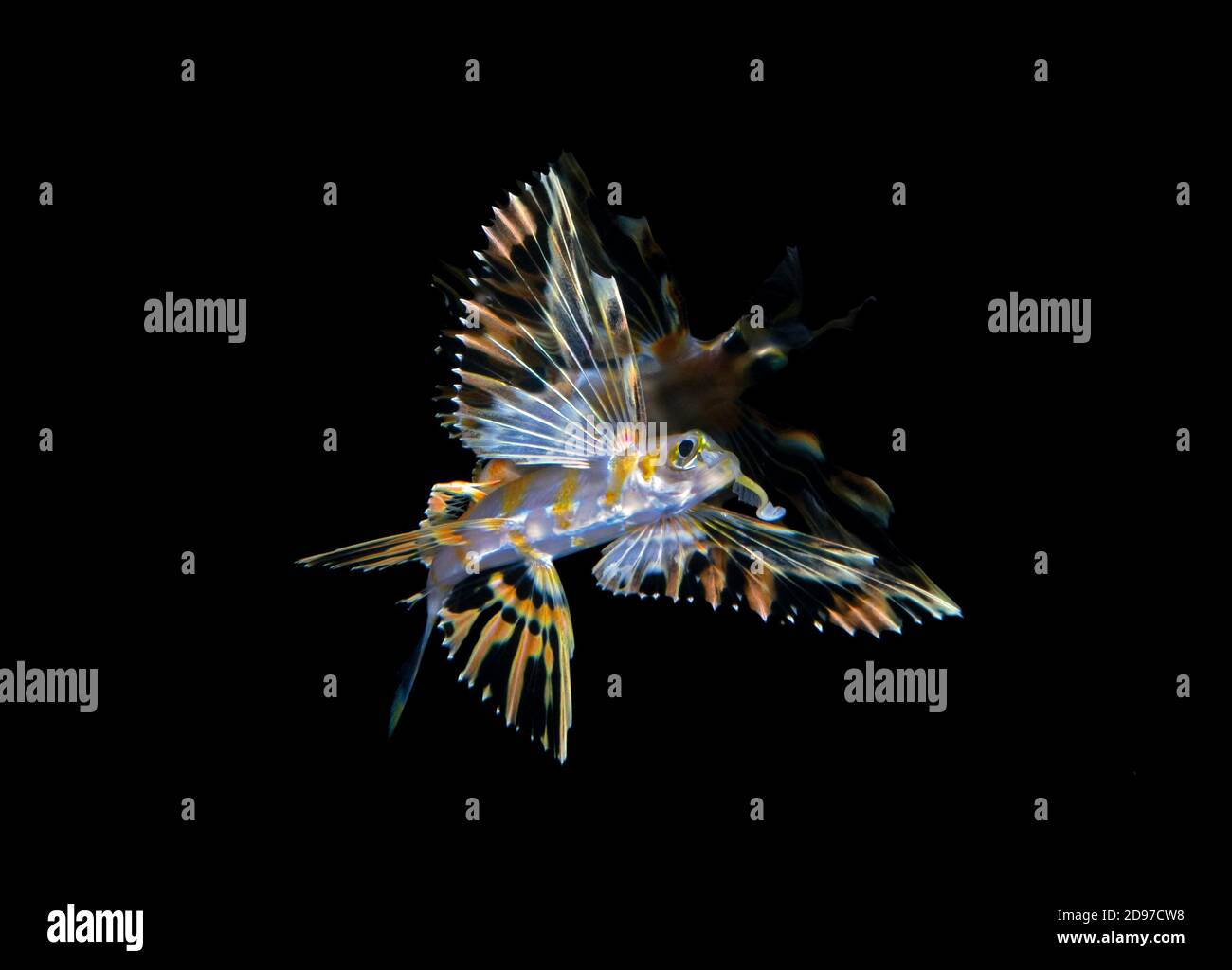 Exocoetidae Sp High Resolution Stock Photography and Images - Alamy