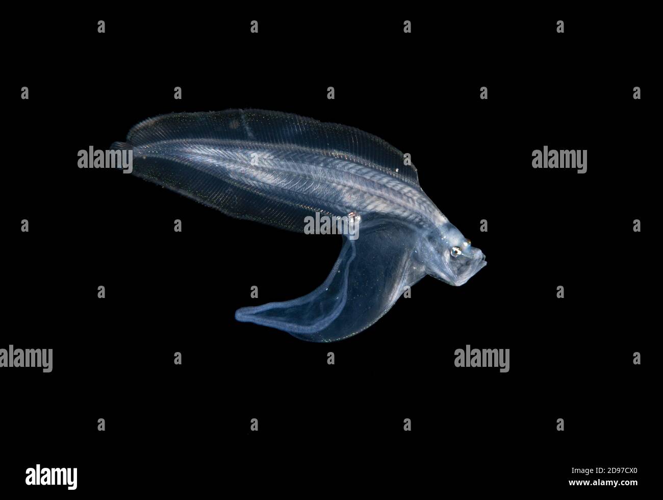 Abyssal Fish High Resolution Stock Photography and Images - Alamy