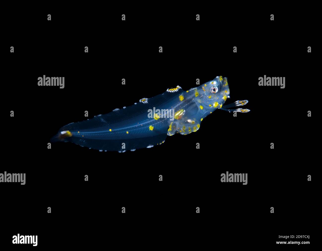 Deep Ocean Floor High Resolution Stock Photography and Images - Alamy