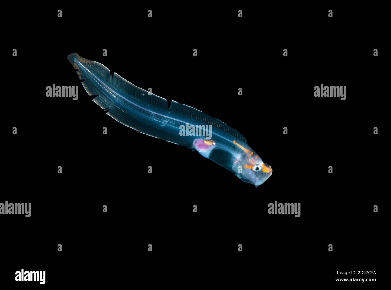 Abyssal Fish High Resolution Stock Photography and Images - Alamy