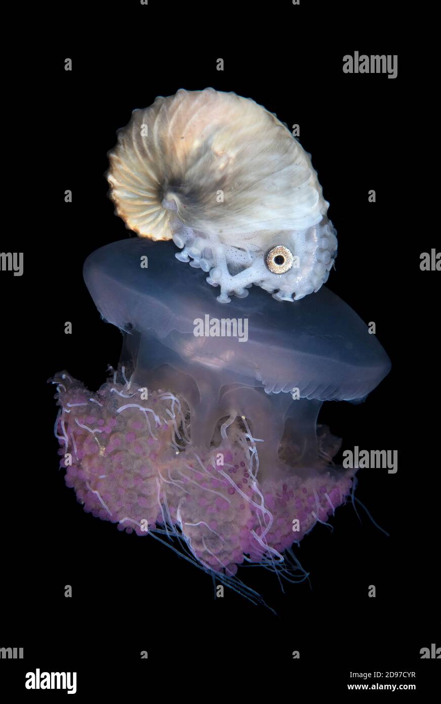 Nautilus submarine hi-res stock photography and images - Alamy