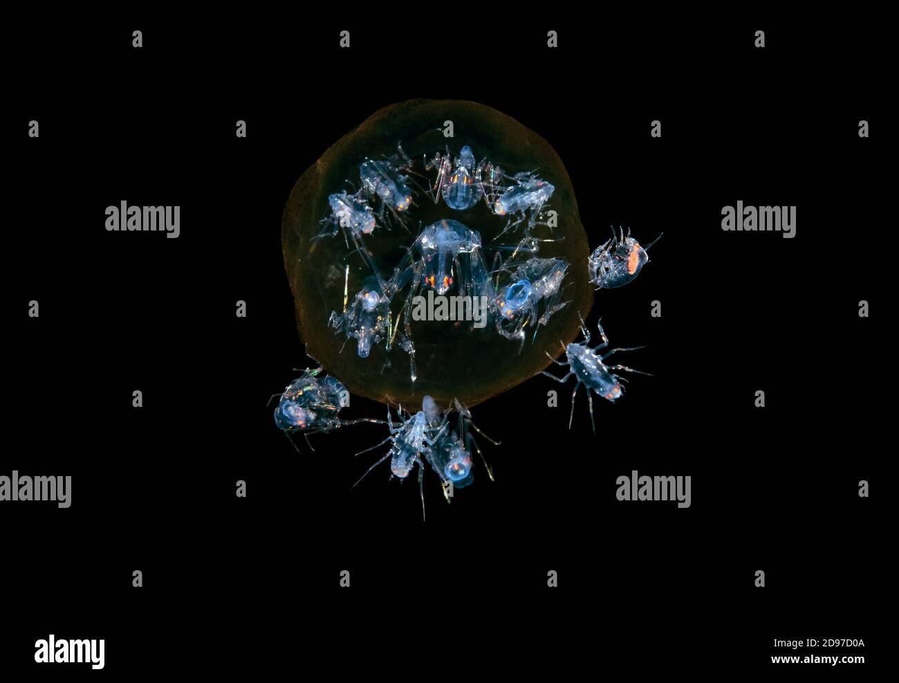 Phronima Sp High Resolution Stock Photography and Images - Alamy