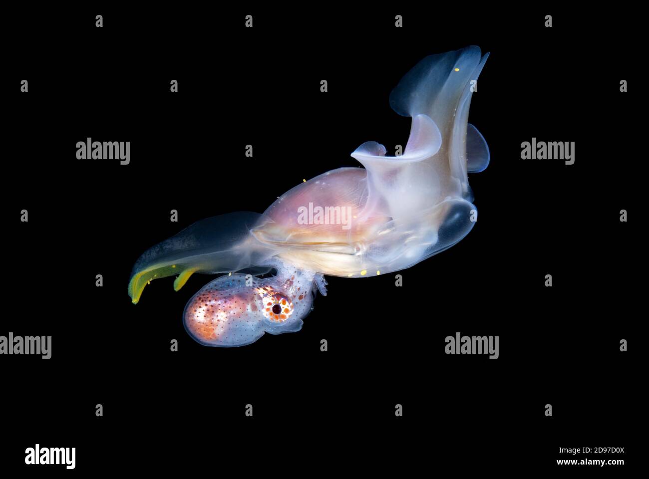 Submarine on the sea High Resolution Stock Photography and Images - Alamy