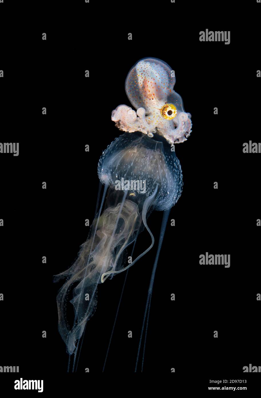 Nautilus Images High Resolution Stock Photography and Images - Alamy