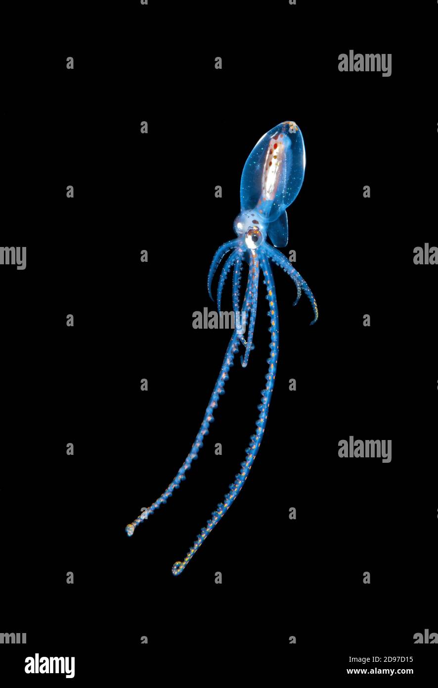 Octopus Species High Resolution Stock Photography and Images - Alamy