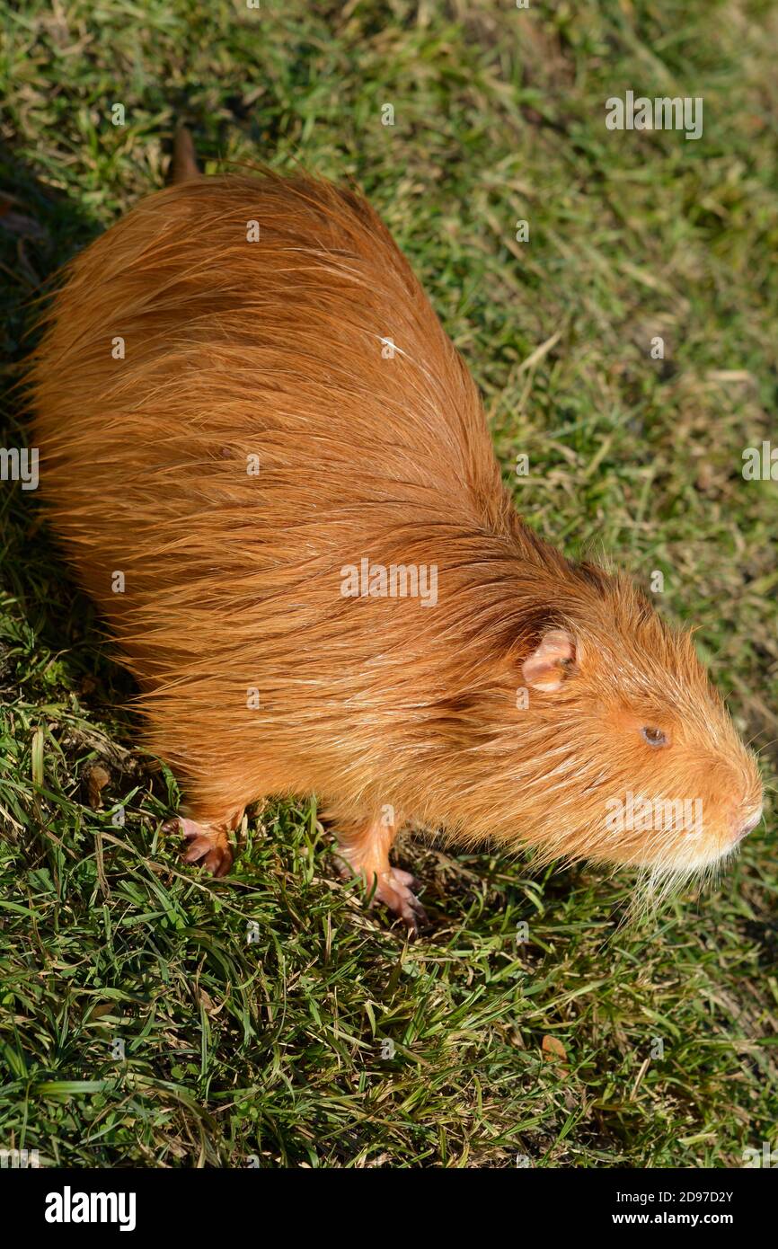 Prague nutria hi-res stock photography and images - Alamy