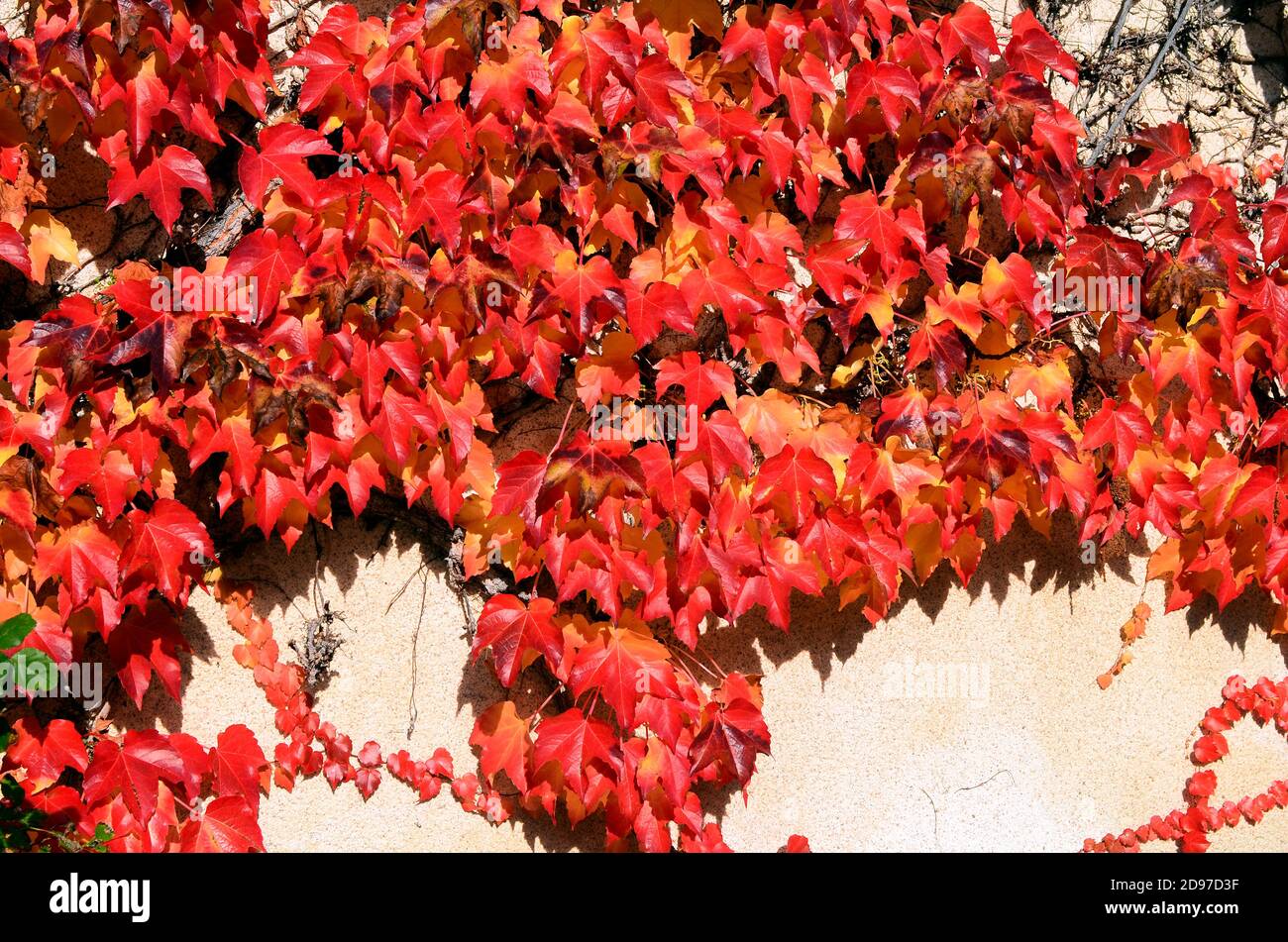 Grape ivy hi-res stock photography and images - Alamy