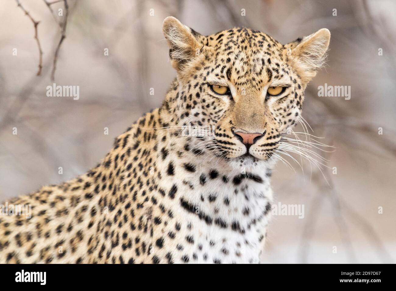 Leopard (Panthera pardus), adult female close-up, Mpumalanga, South ...