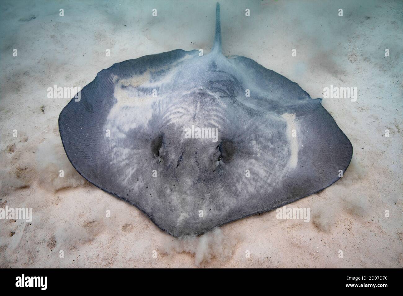 Pink Whipray (Pateobatis fai) diggin to hide in the sand, moorea ...