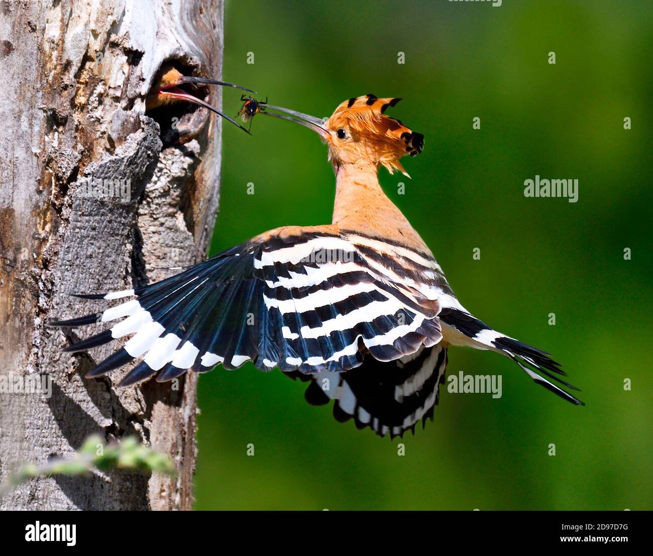 Hoopoe (Upupa epops) male feeding the female in the nest, Vosges du ...