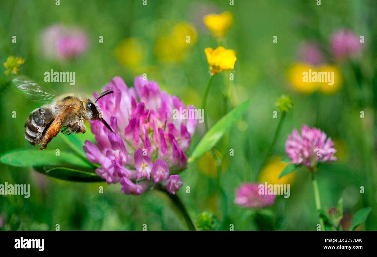 Red clover bee hi-res stock photography and images - Alamy