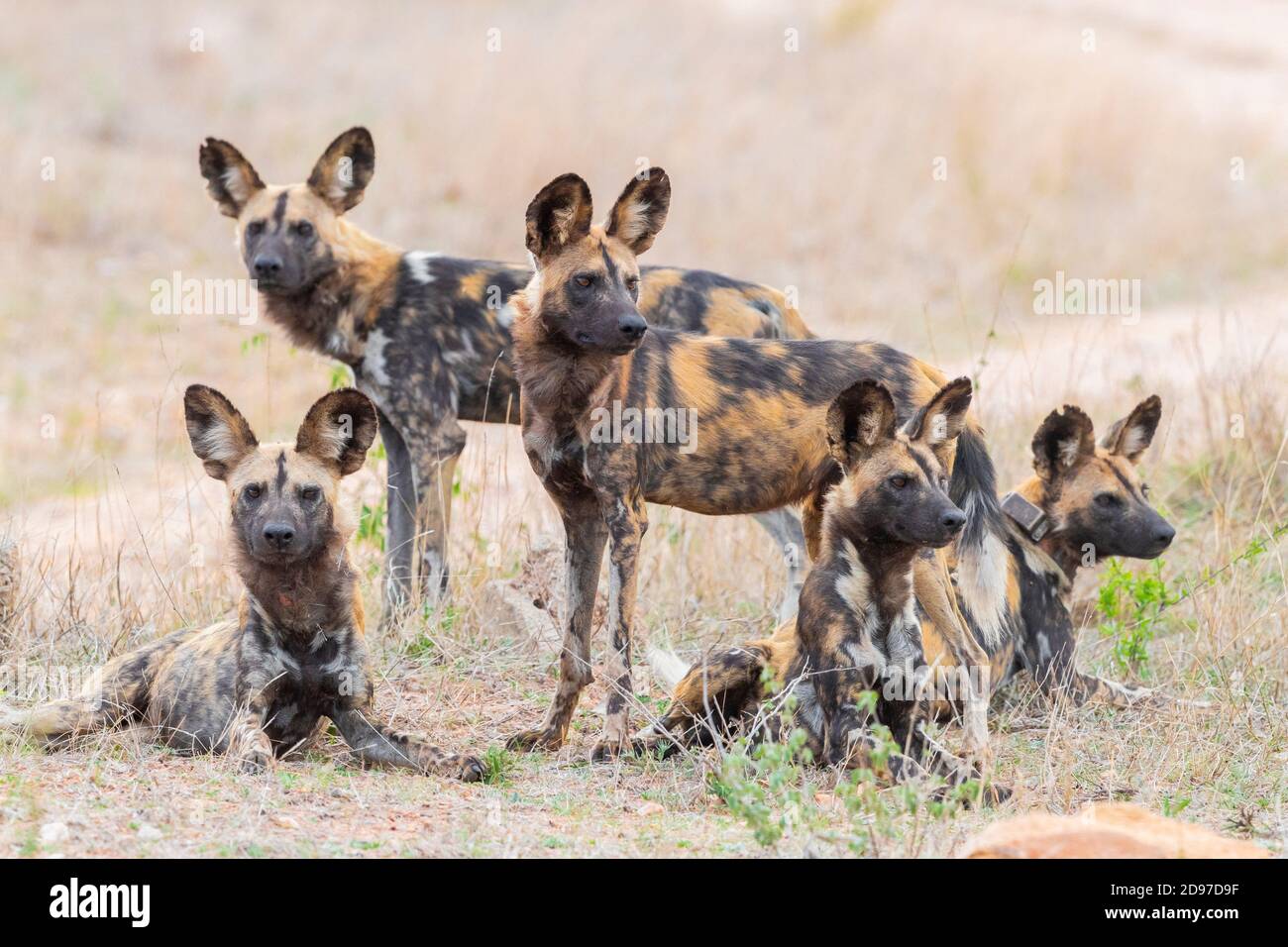 Wild Dog (Lycaon pictus), a pack in the savannah, Mpumalanga, South ...