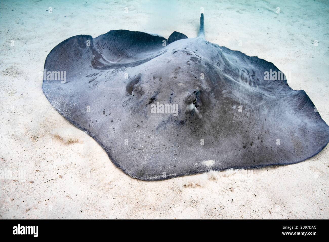 Pink Whipray High Resolution Stock Photography and Images - Alamy