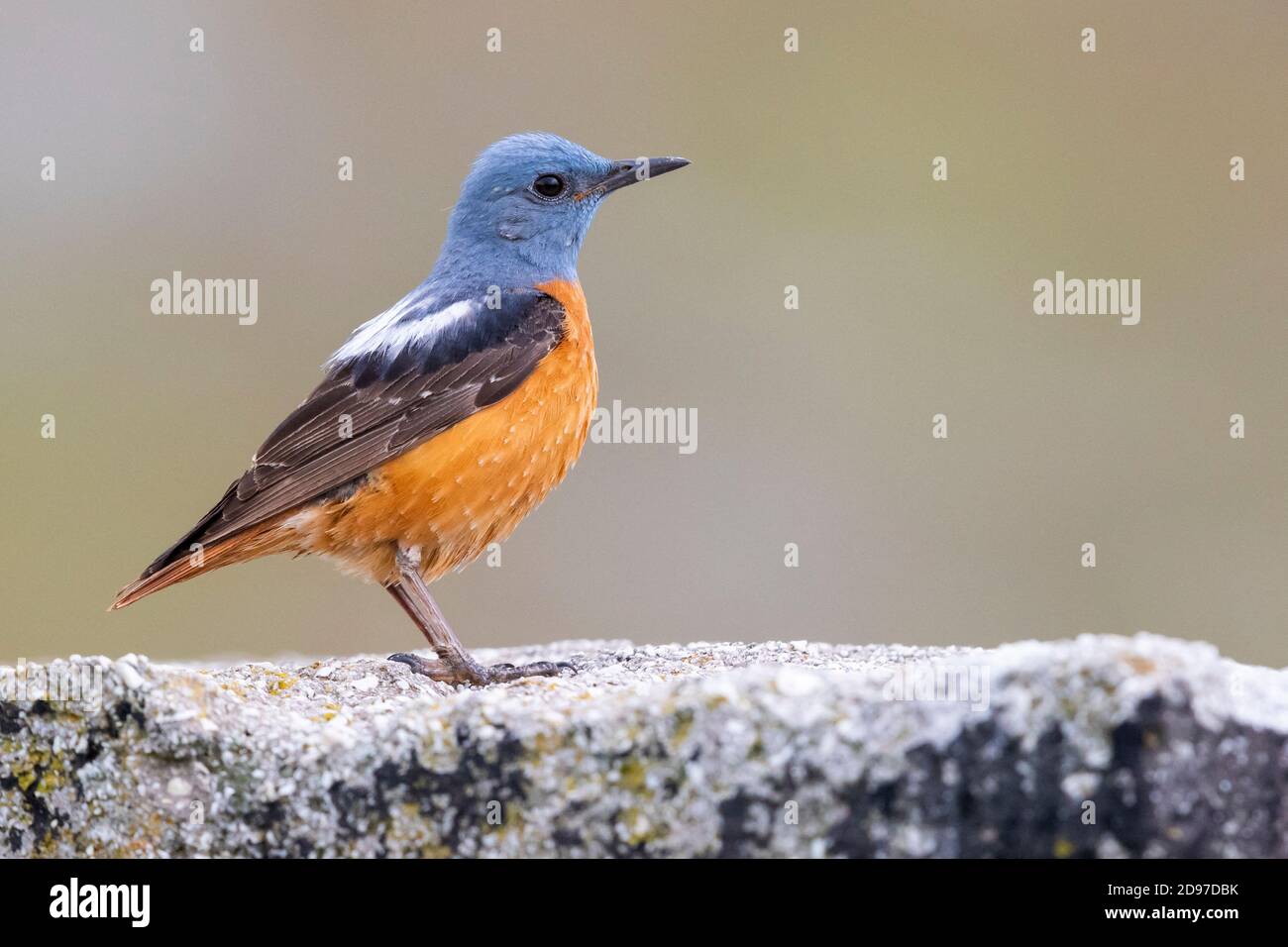 Common Rock Thrush (Monticola saxatilis), side view of an adult male ...