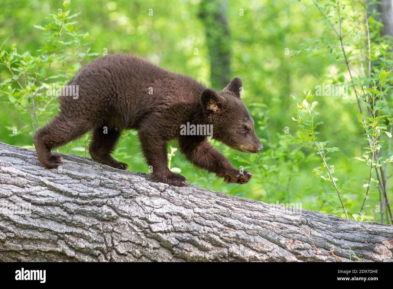 Baby black bear (Ursus americanus) on a trunk, Minnesota, United States ...