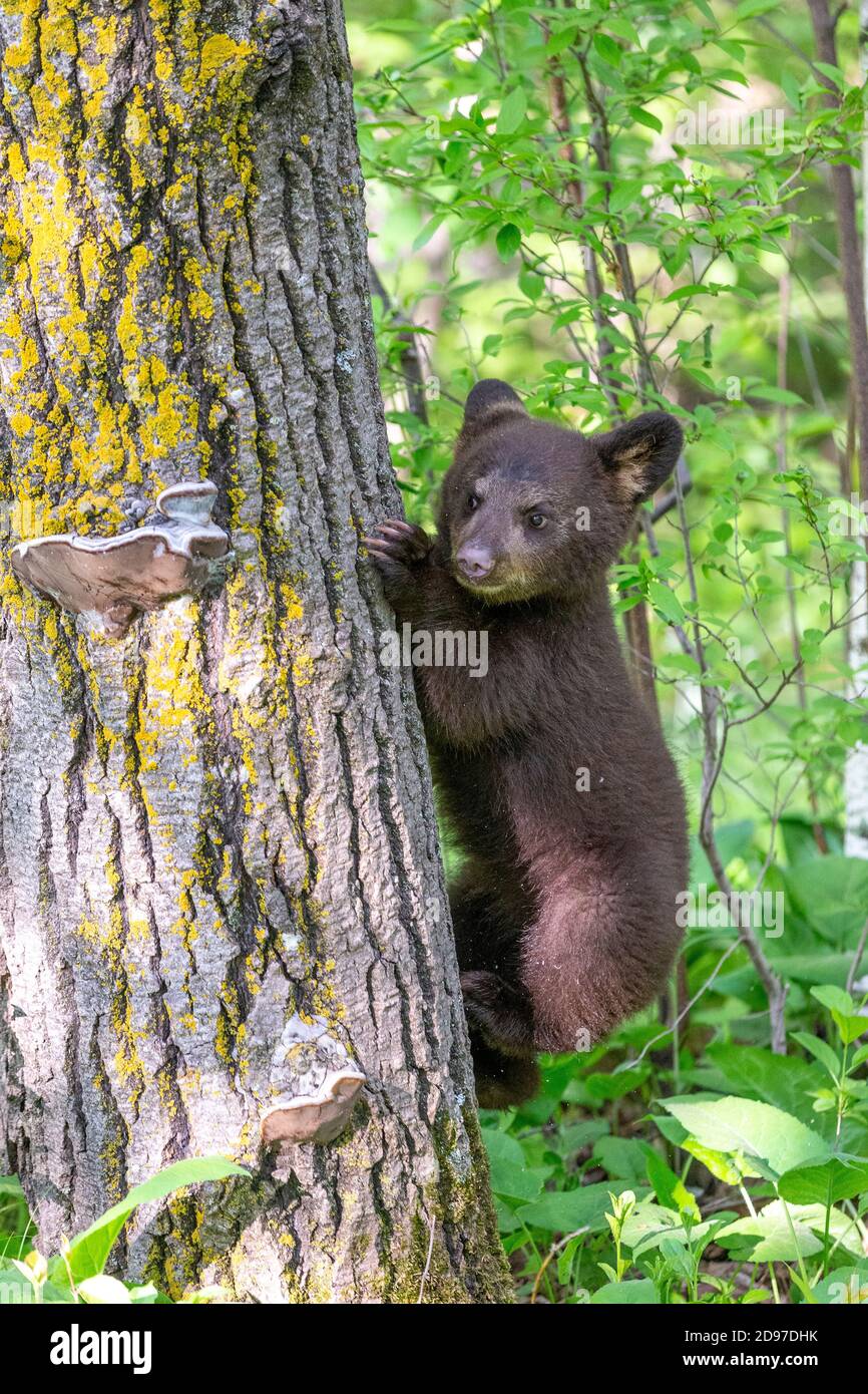 Trunk on baby hi-res stock photography and images - Alamy