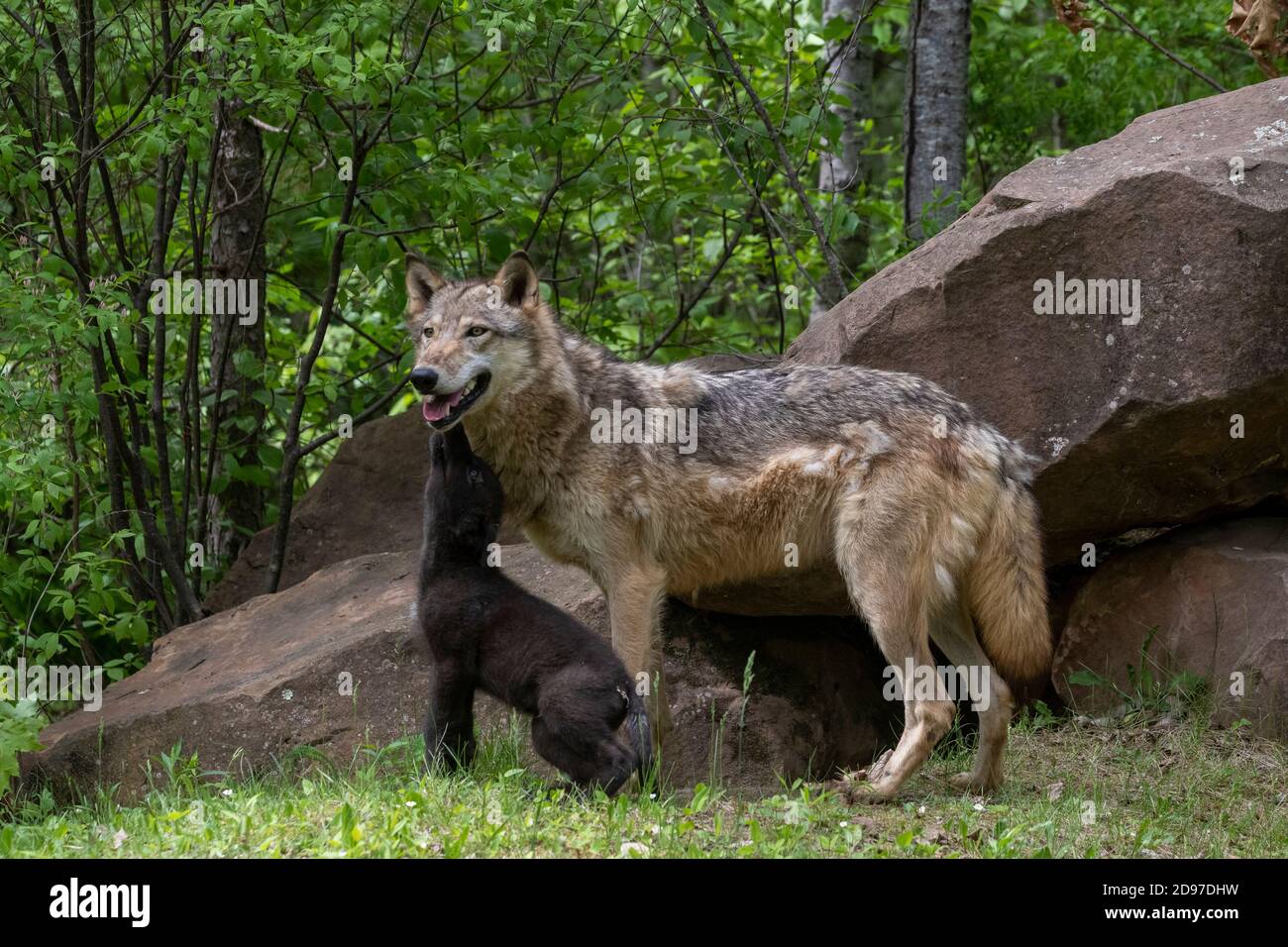Minnesota forest wolves hi-res stock photography and images - Alamy