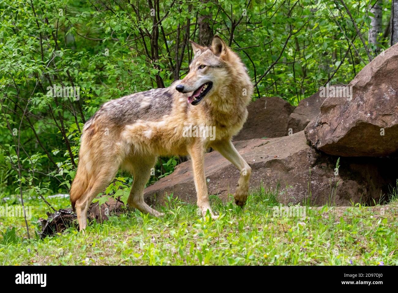 Grey Wolf (Canis lupus), adult, Minnesota, United Sates Stock Photo - Alamy