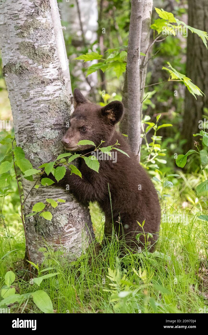 Baby black bear (Ursus americanus) on a trunk, Minnesota, United States ...