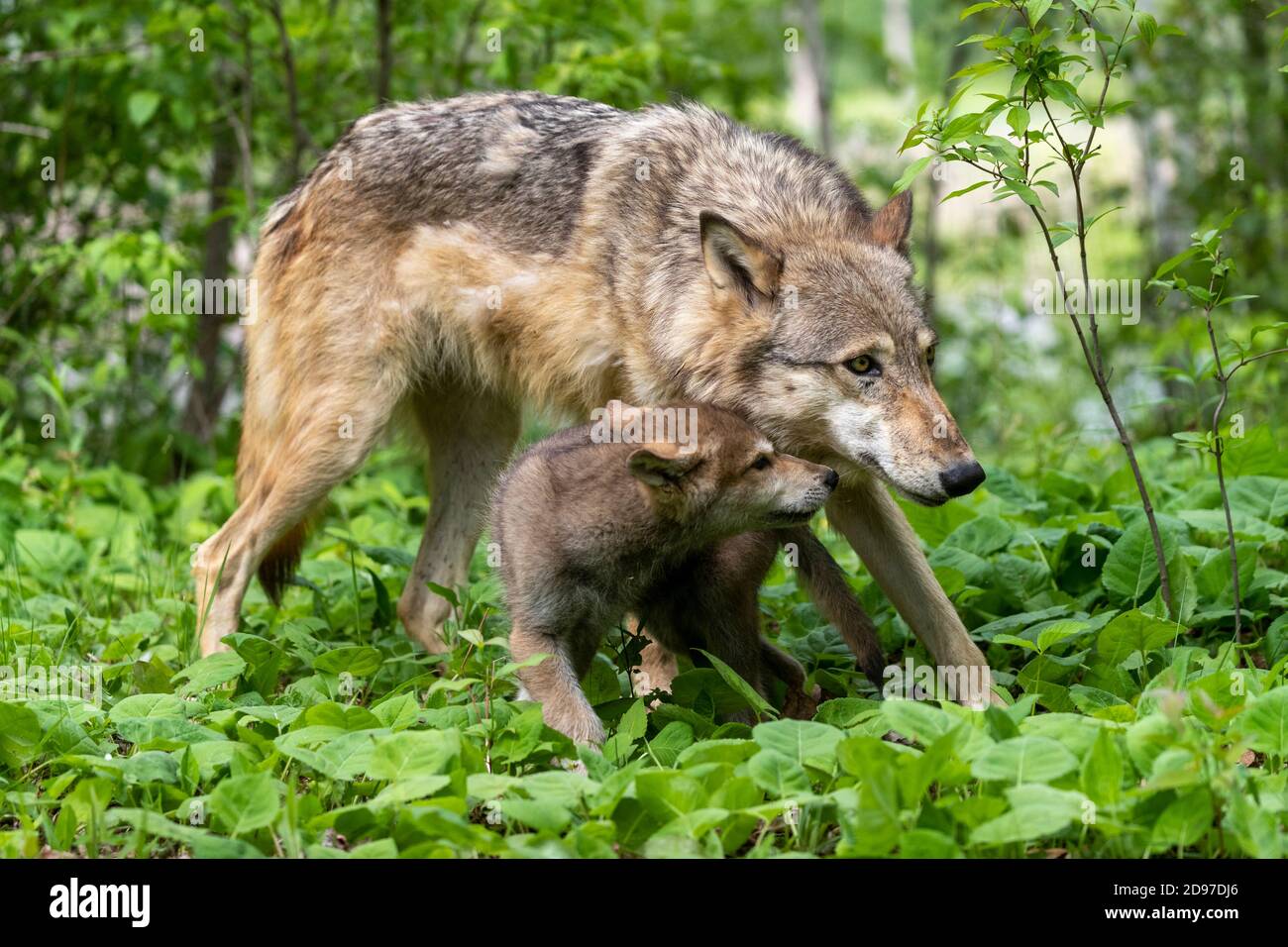Grey Wolf Canis Lupus Eating High Resolution Stock Photography and ...