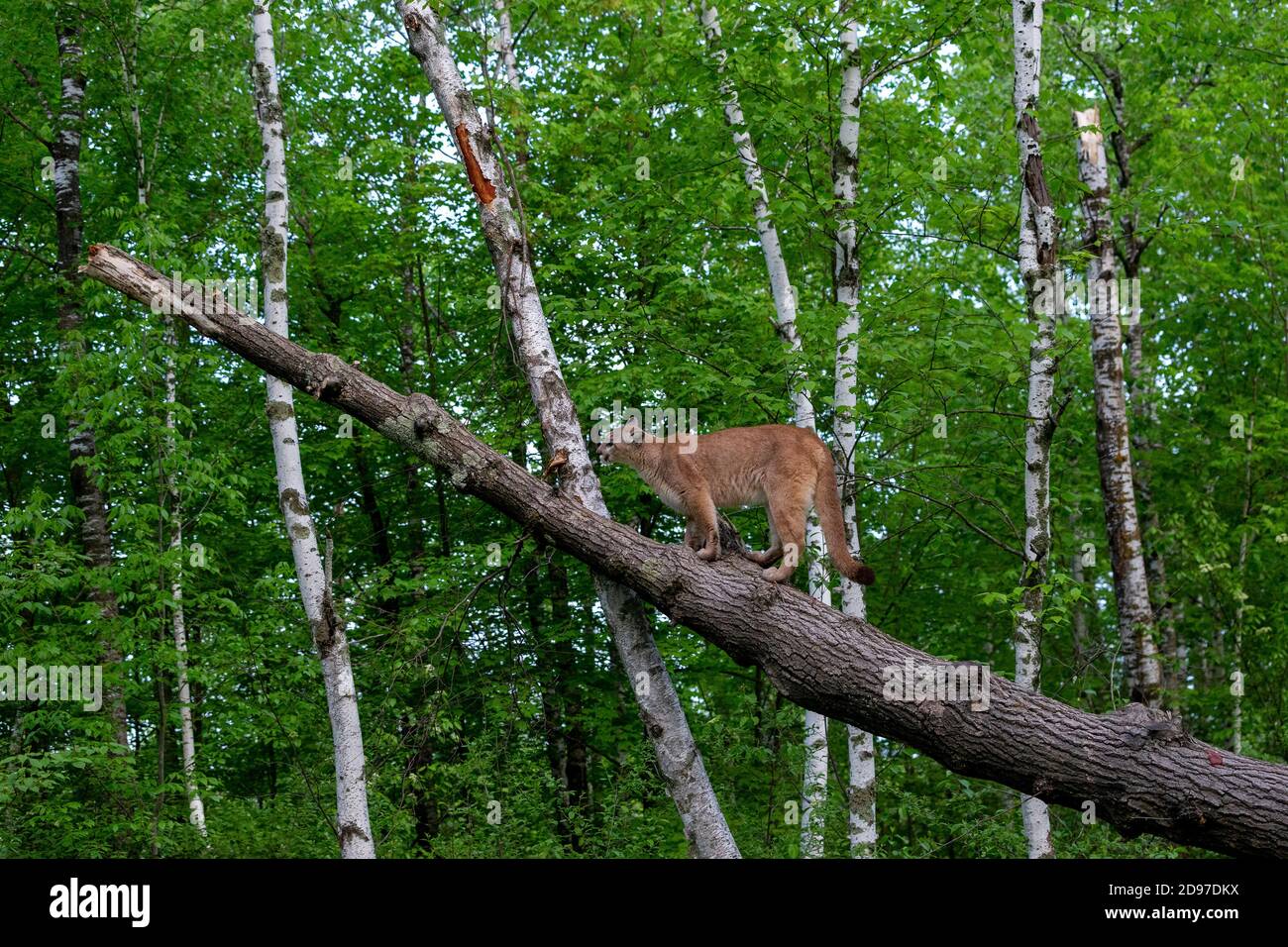 Felis concolor puma concolor puma hi-res stock photography and images ...