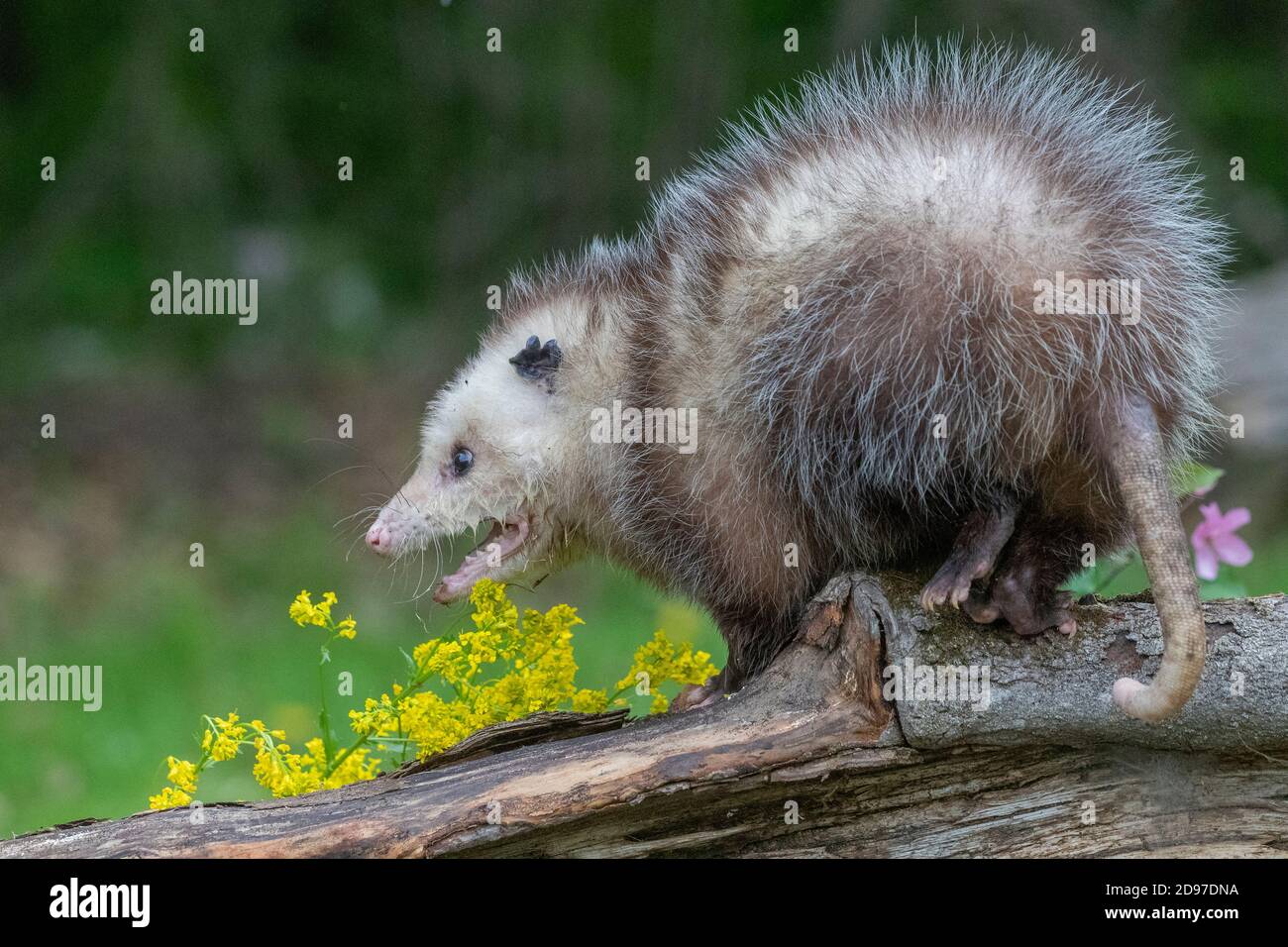 Opossums in tree hi-res stock photography and images - Alamy