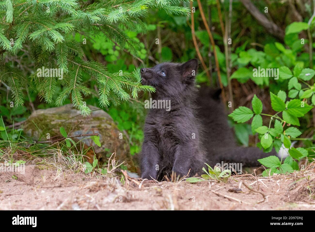 Silver fox hi-res stock photography and images - Alamy