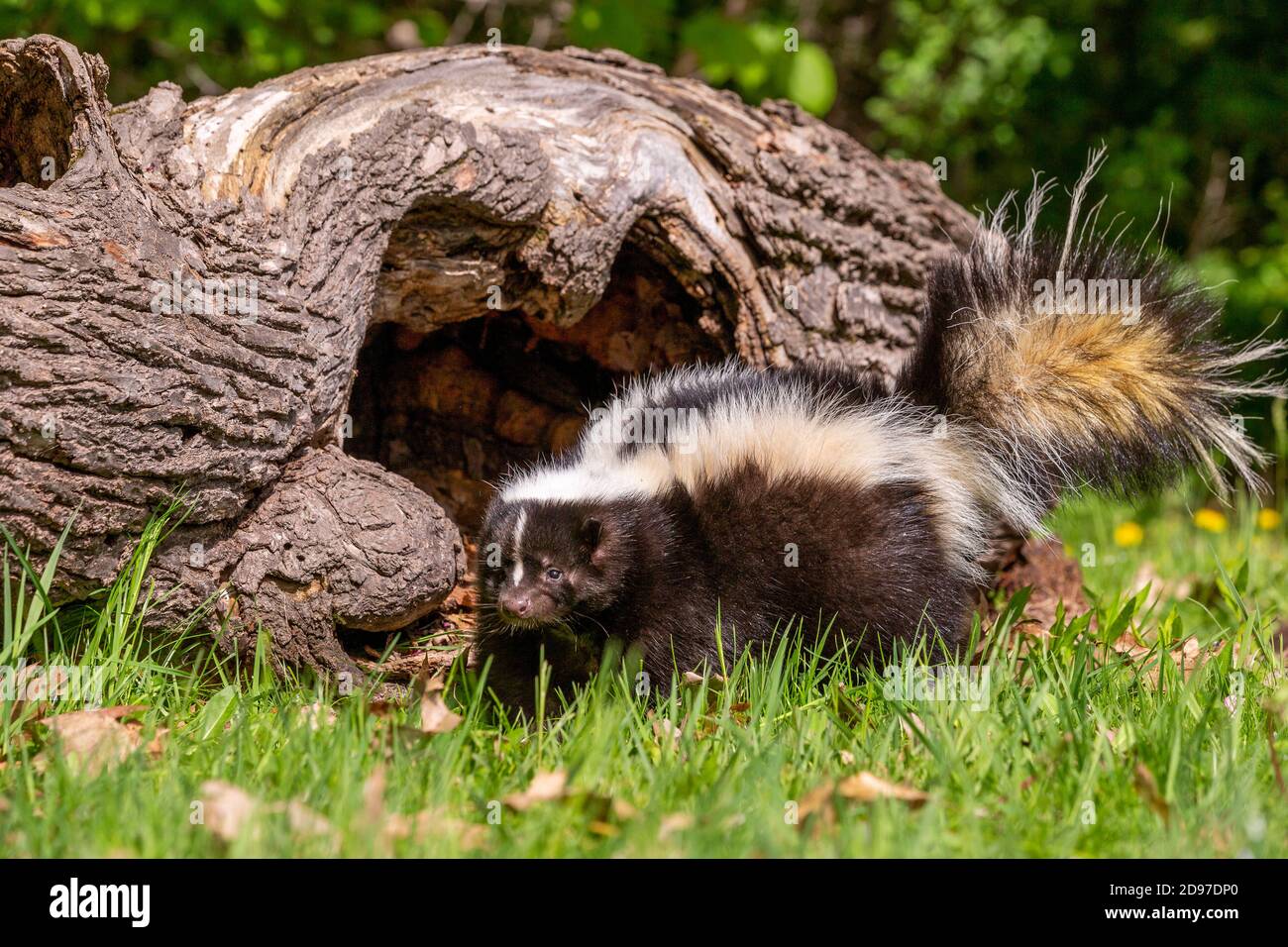 Striped Skunk (Mephitis mephitis), Adult, Minnesota, United States ...