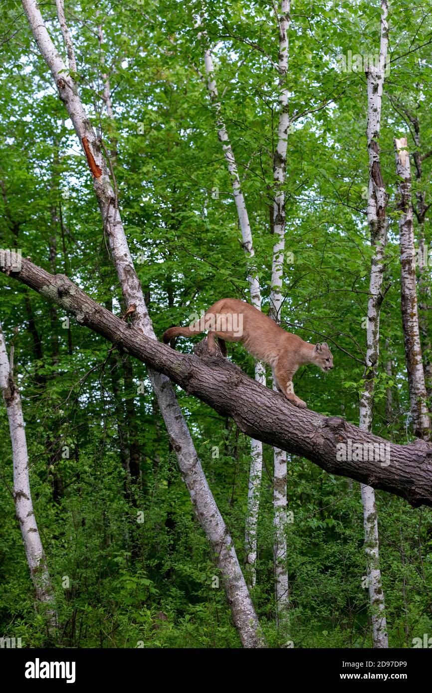 Mountain Lions Puma Concolor High Resolution Stock Photography and ...