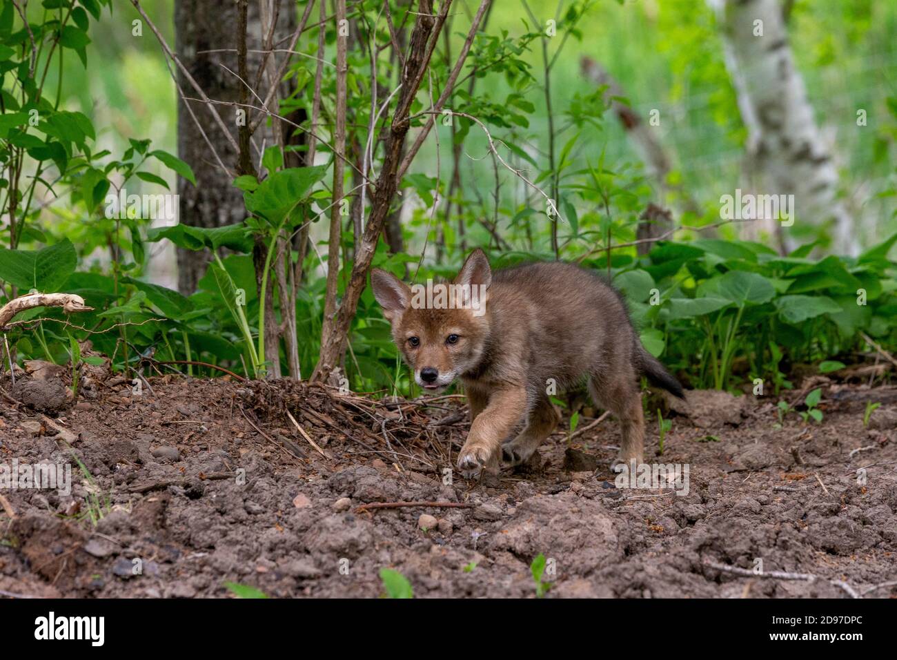 Coyote (Canis latrans), young, Minnesota, United States Stock Photo - Alamy
