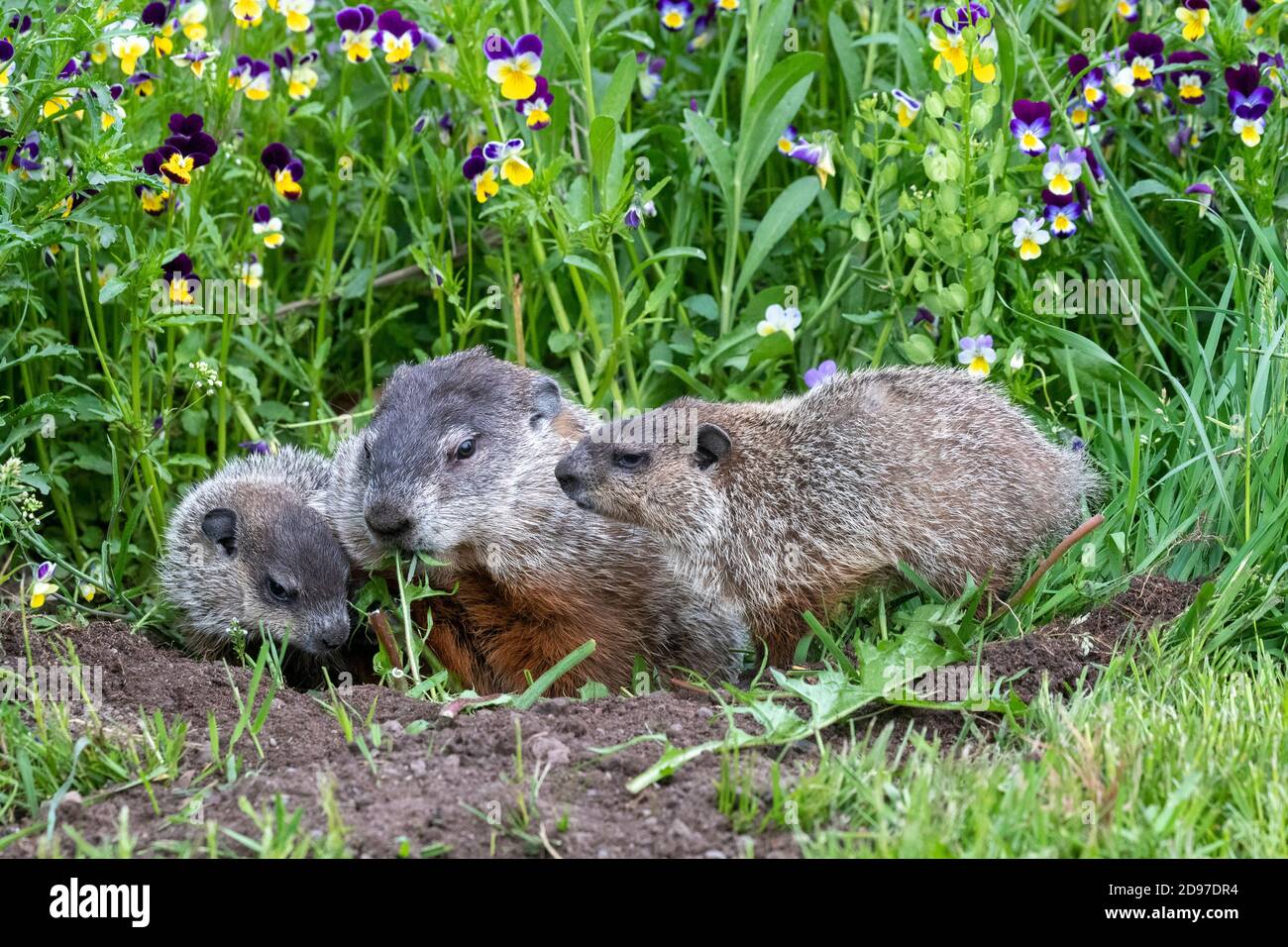 Groundhog or Woodchuck (Marmota monax) with youngs, Minnesota, United ...