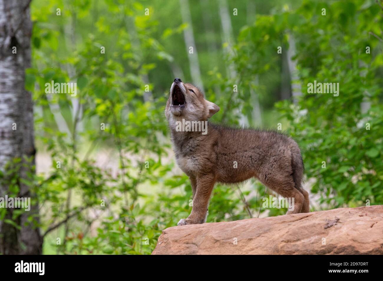 Baby Coyotes Howling