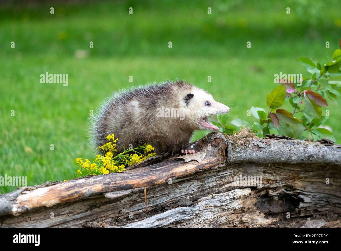 Opossum opossums hi-res stock photography and images - Alamy