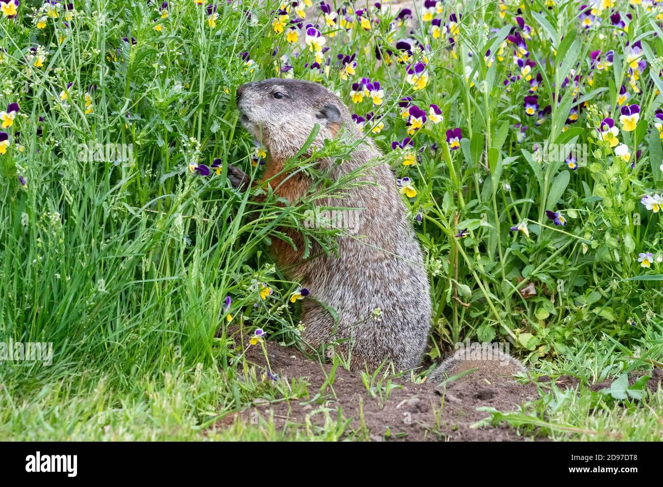 Monax hi-res stock photography and images - Alamy
