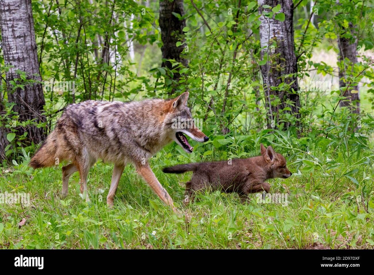 Coyote (Canis latrans), Adult and young, Minnesota, United States Stock ...