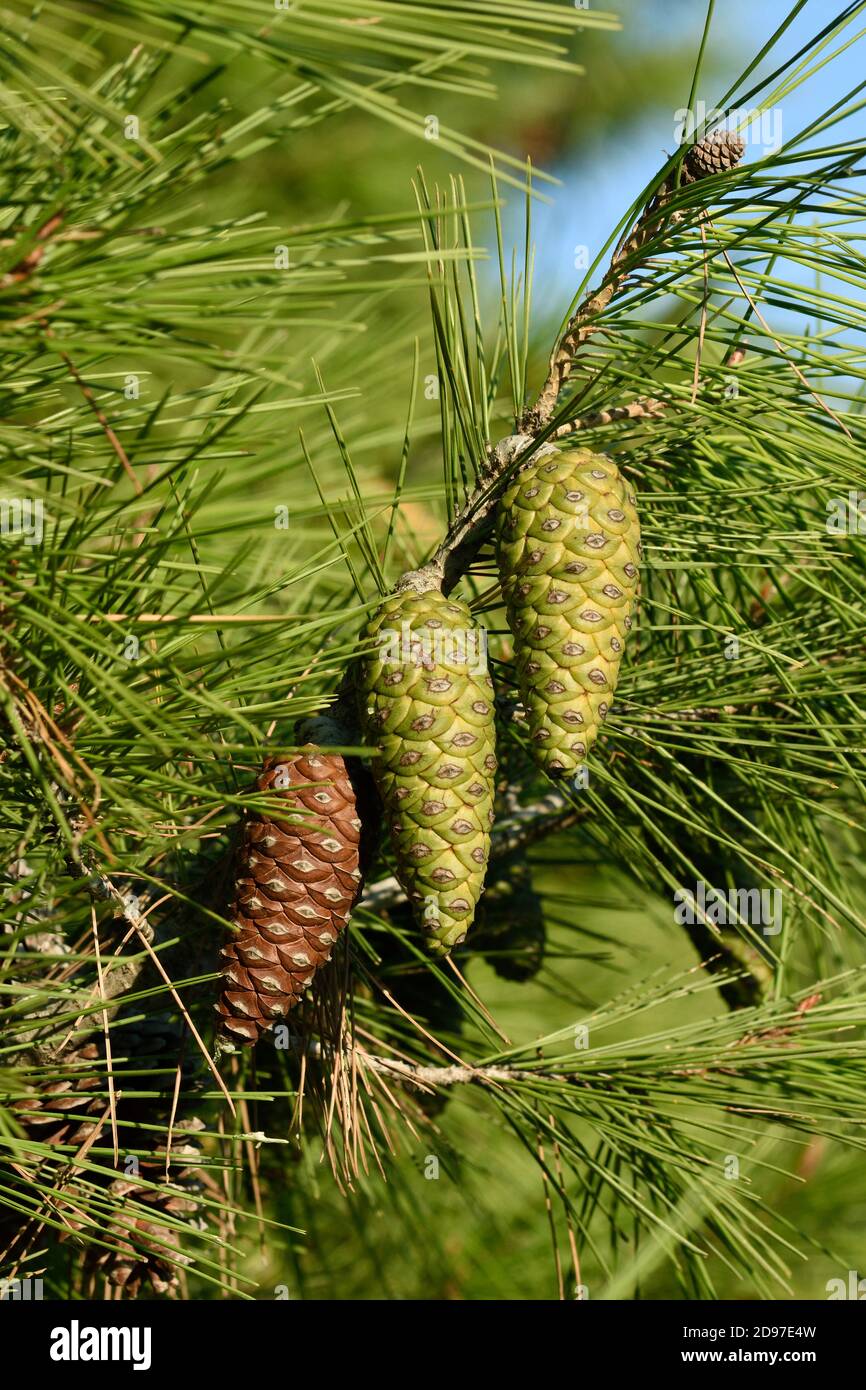 Aleppo pine (Pinus halepensis), cones, Gaou islands, Le Brusc, Six ...