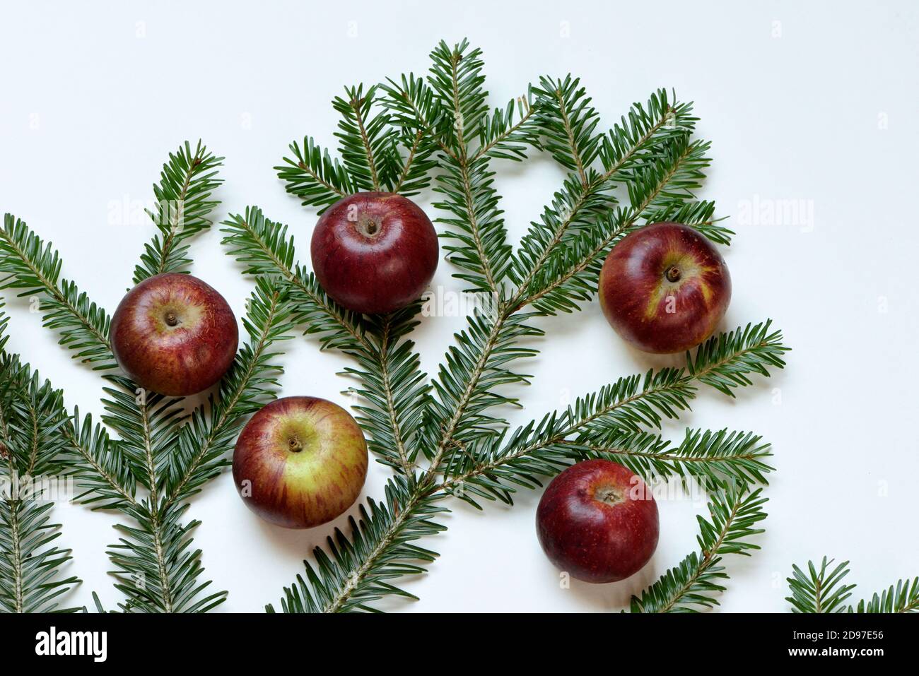 Apple tree (Malus communis), Christkindler variety, fruits, apples ...