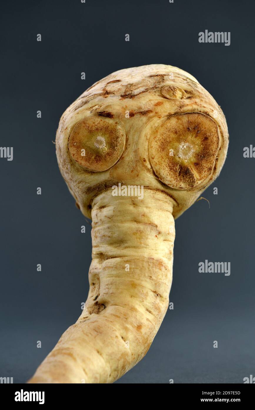 Animal head shapes hi-res stock photography and images - Alamy