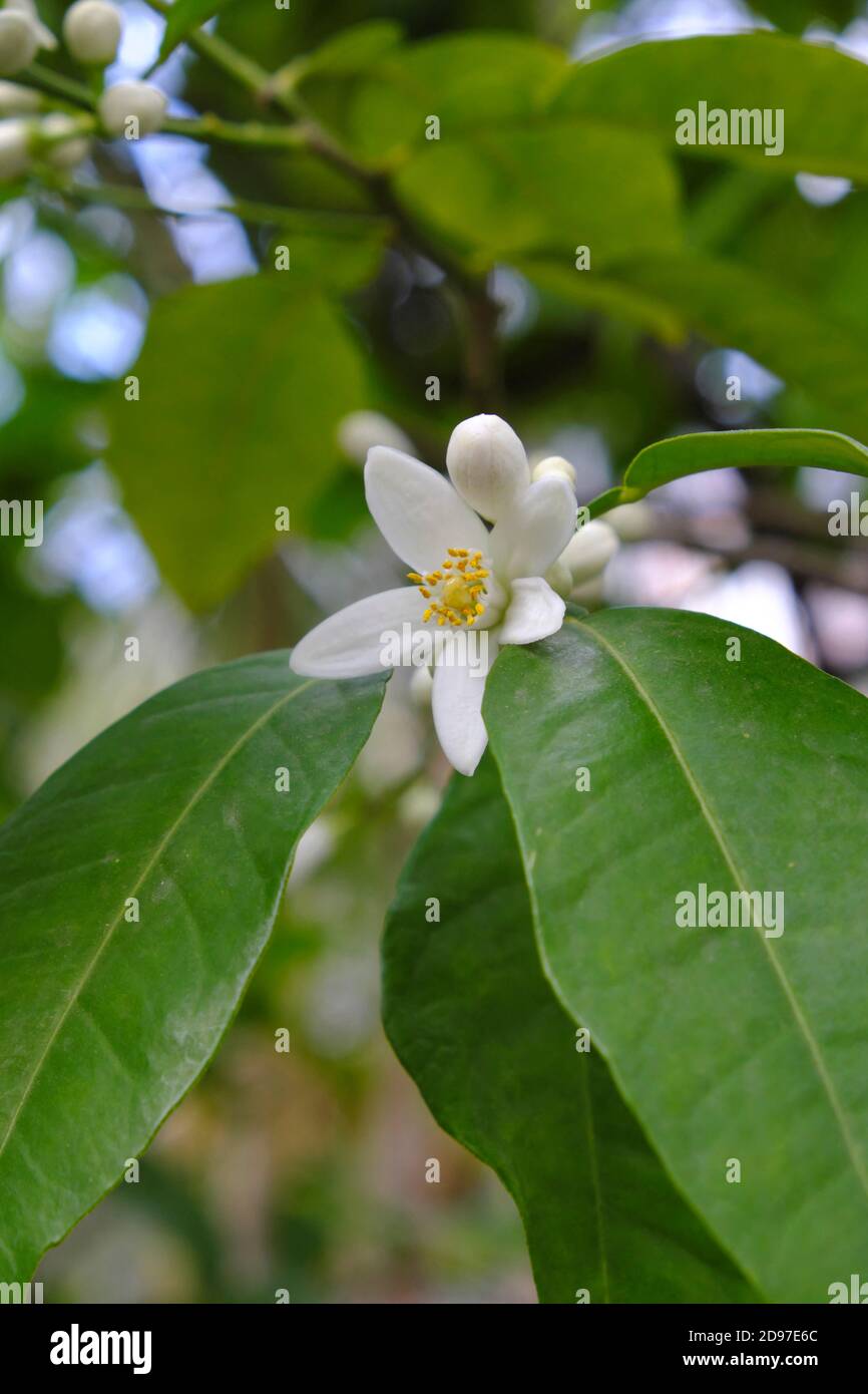 Greenhouse botanical garden hi-res stock photography and images - Alamy
