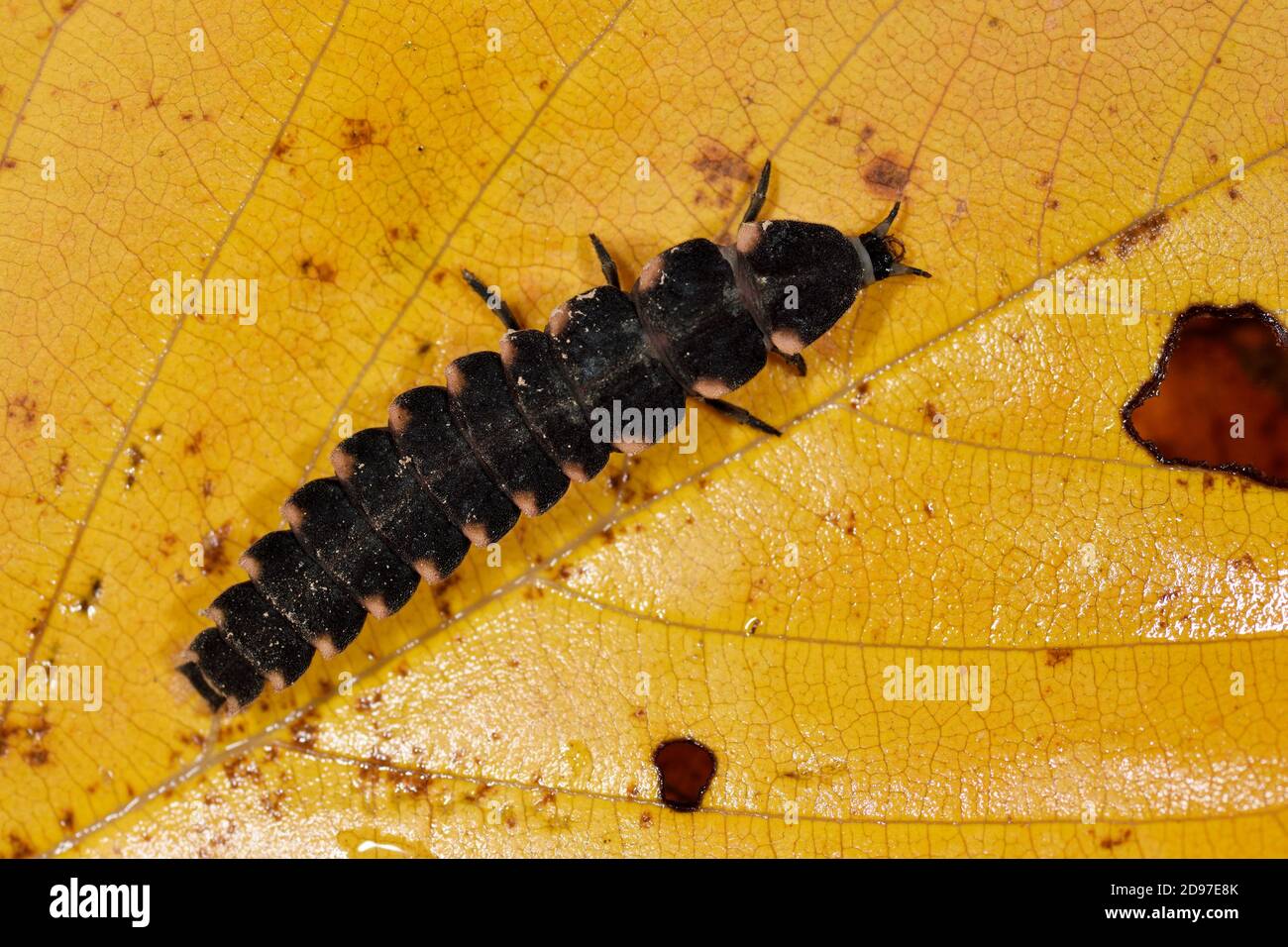 Common glow worms lampyris noctiluca hi-res stock photography and ...