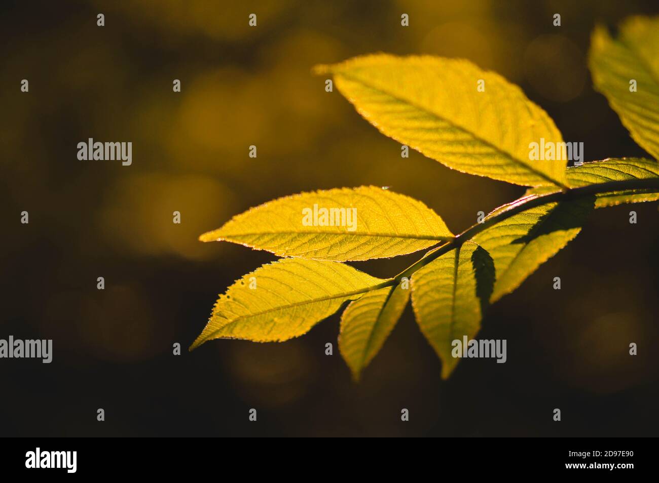 Moody nature photo hi-res stock photography and images - Alamy