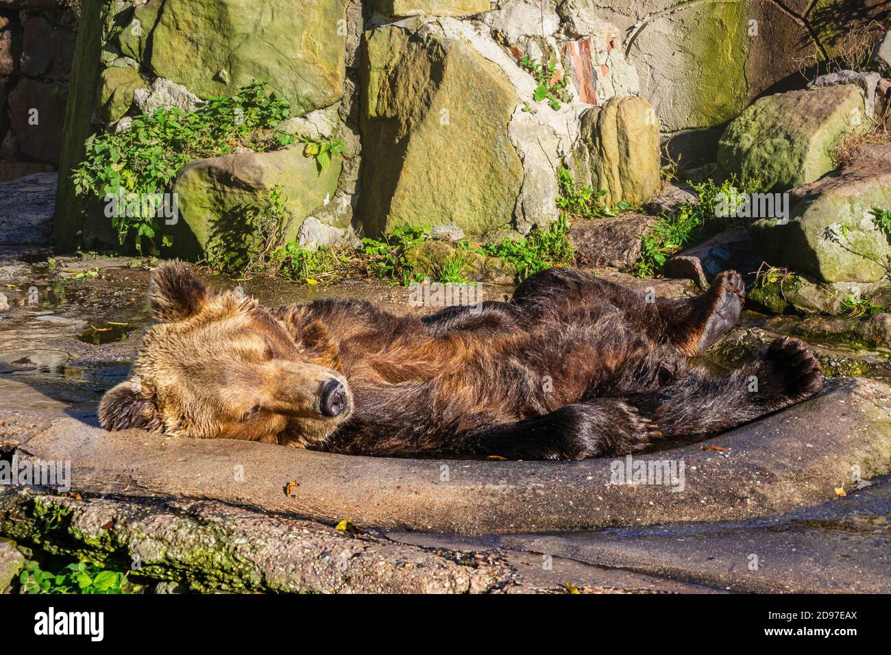Brown bear (Ursus arctos) takes a rest in a small water pool in ...