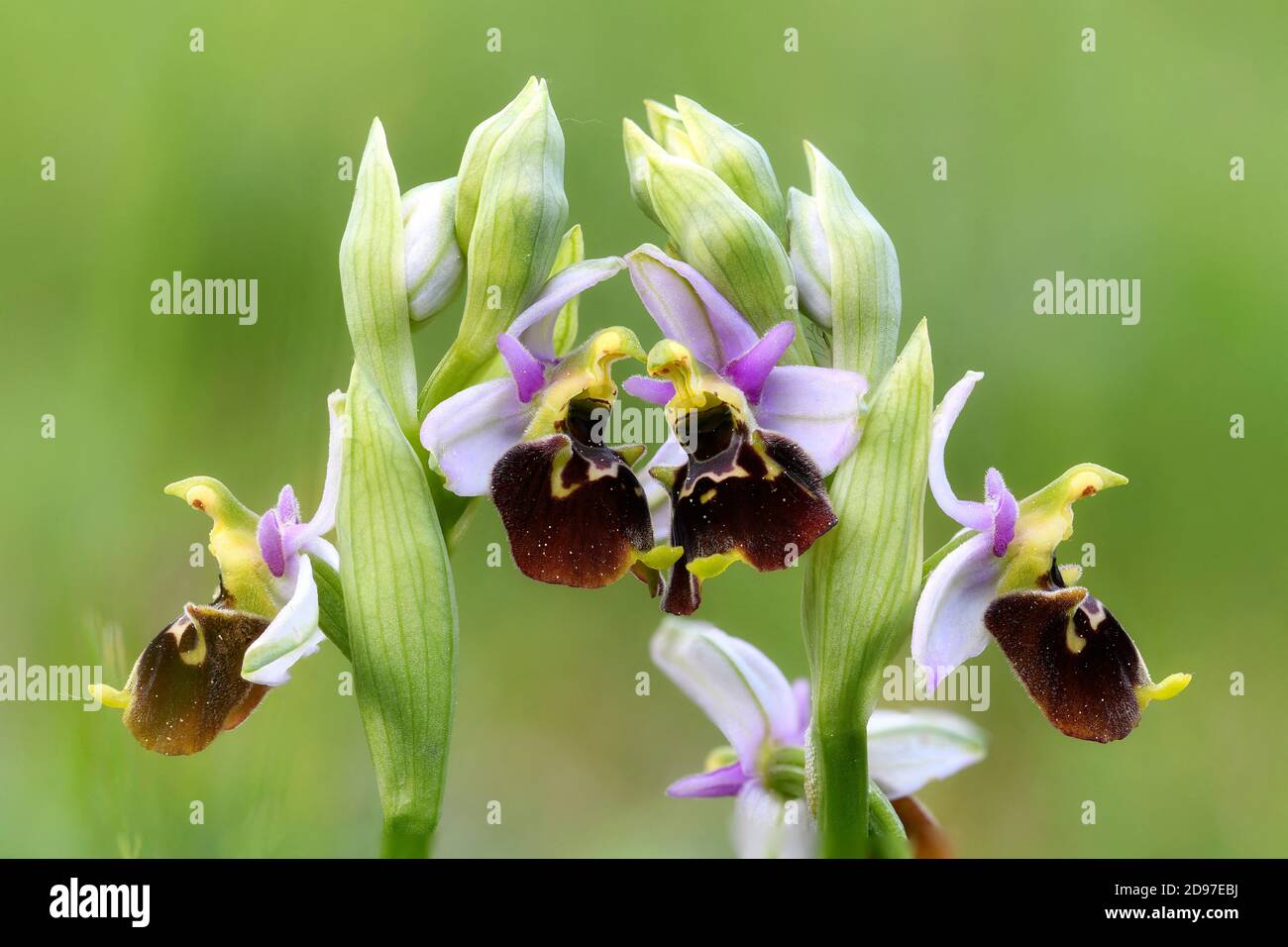 Pollination european orchid hi-res stock photography and images - Alamy