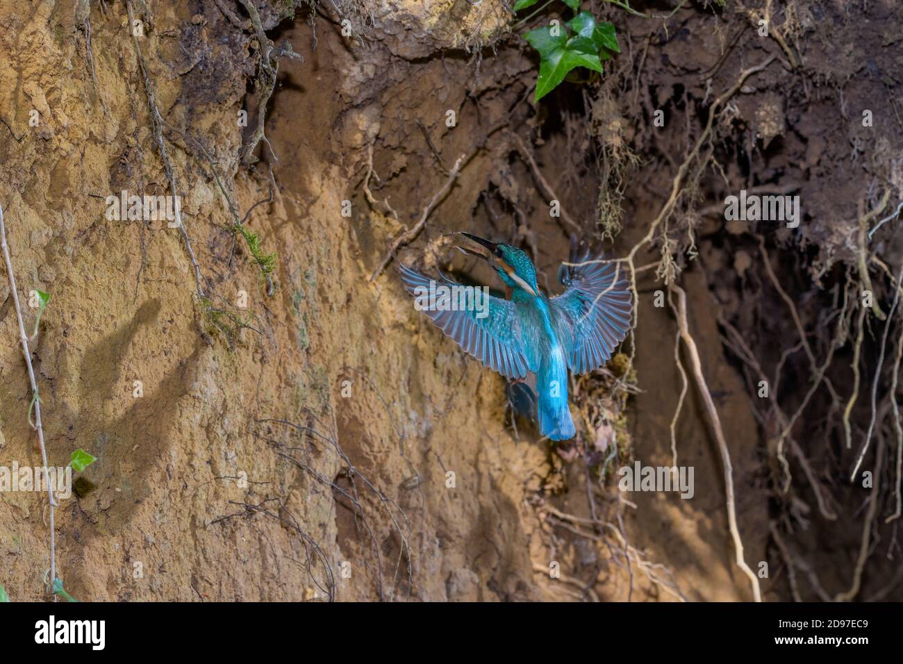 Common Kingfisher (Alcedo atthis) coming to feed his young in his nest ...