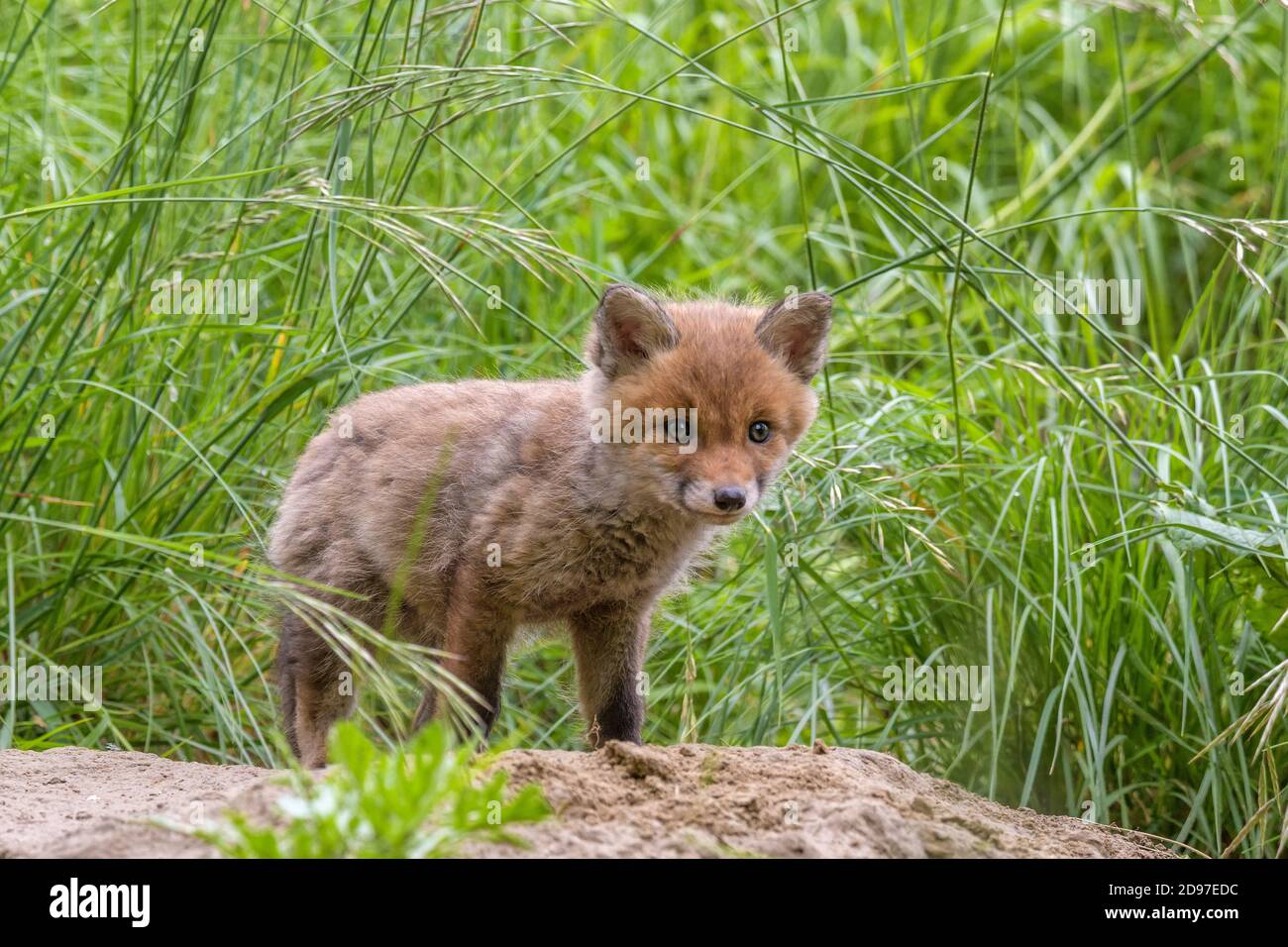 Red Fox (Vulpes vulpes), Fox a few weeks old playing in front of its ...