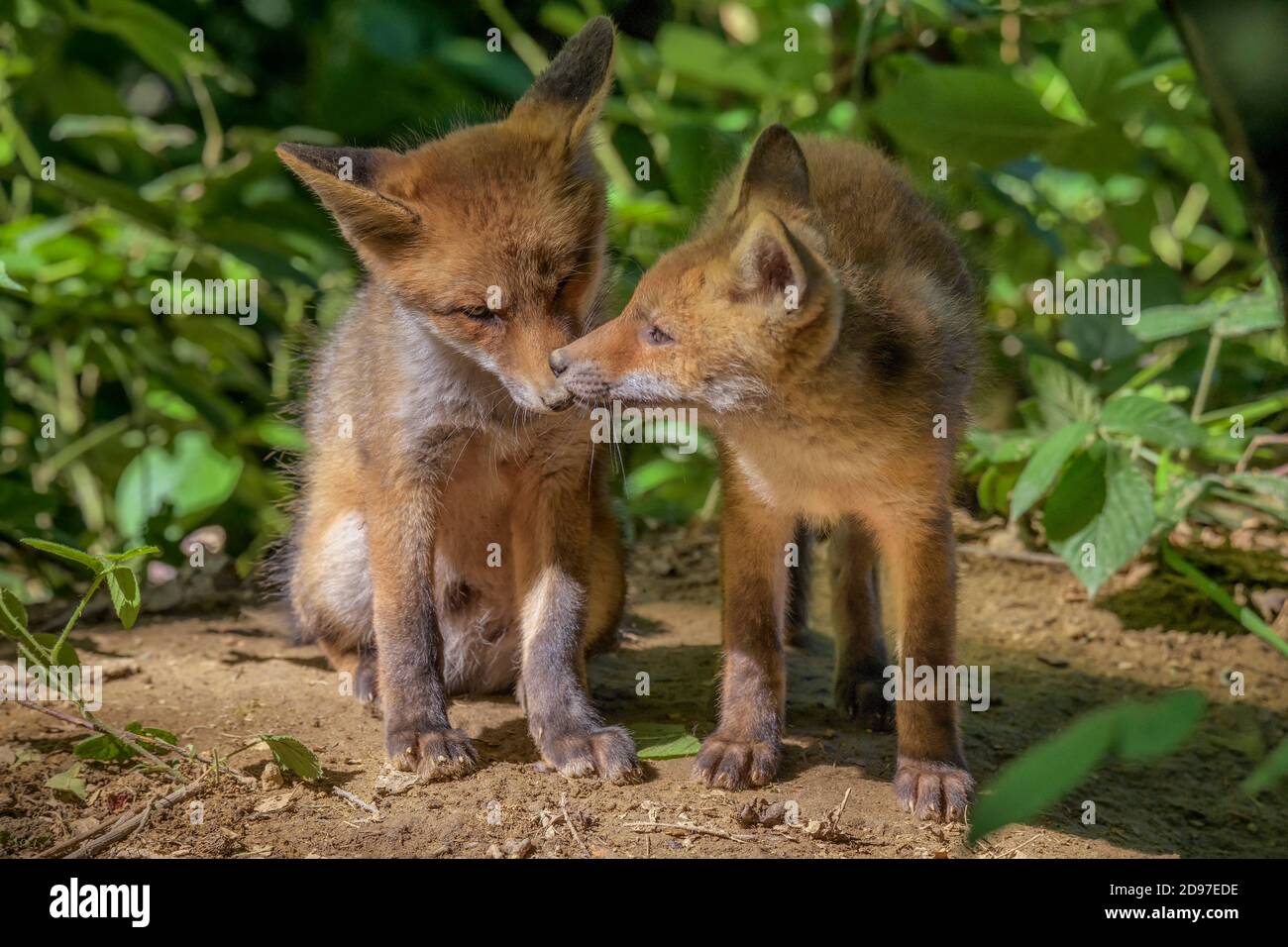 Red Fox (Vulpes vulpes), Fox cubs a few weeks old playing in front of ...
